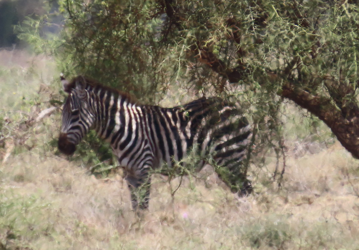 Tanzania March 1st – Ken's Travels